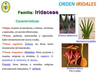Orden iridales (iridaceae), arecales (palmaceae) | PPT