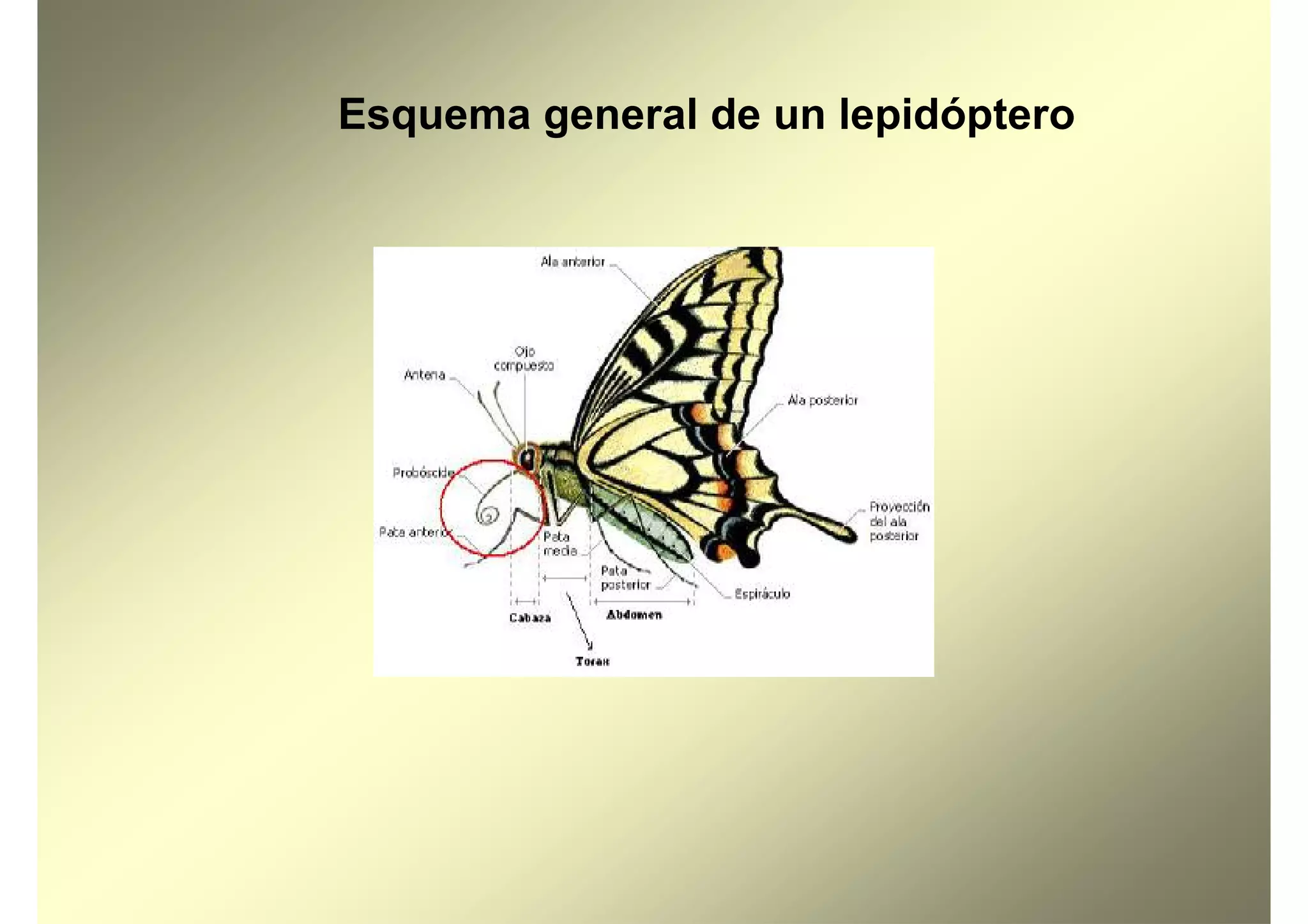 Orden lepidoptera | PDF