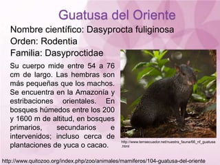 Orden rodentia por Mayra Robles | PPTX