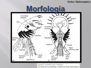 Orden siphonaptera | PPT