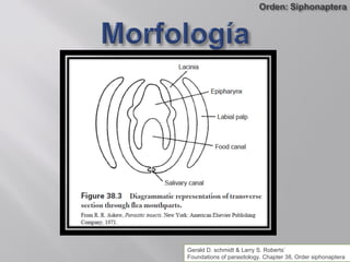 Orden siphonaptera | PPT