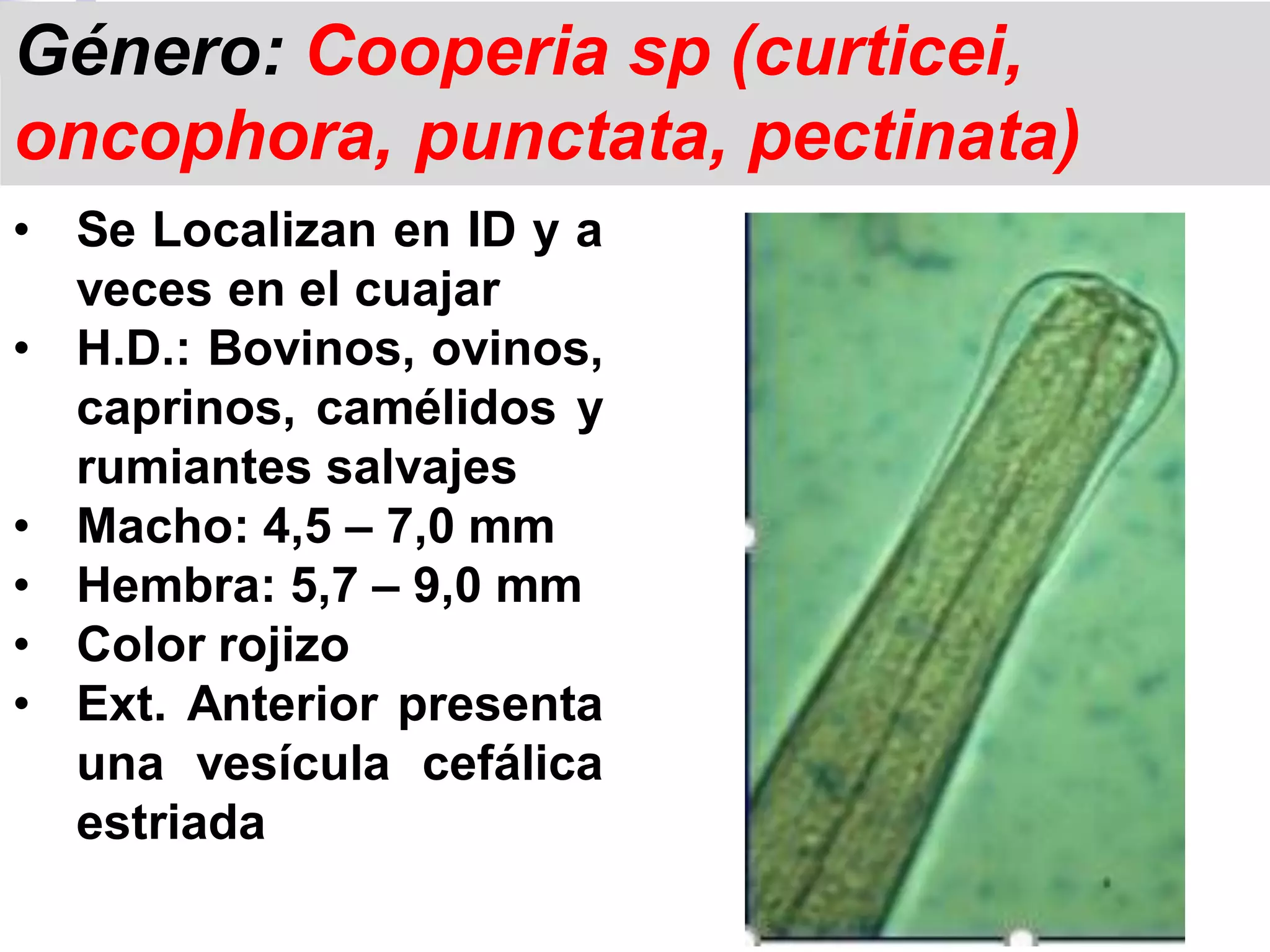 ORDEN STRONGYLOIDEA FLIA TRICHOSTRONGYLIDAE - ALAN ATORA 2.pdf