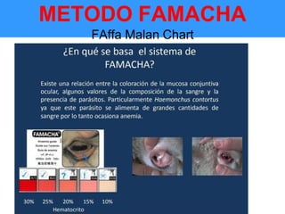 ORDEN STRONGYLOIDEA FLIA TRICHOSTRONGYLIDAE - ALAN ATORA 2.pdf
