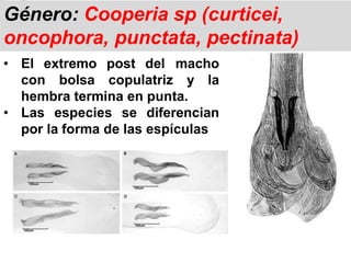 ORDEN STRONGYLOIDEA FLIA TRICHOSTRONGYLIDAE - ALAN ATORA 2.pdf