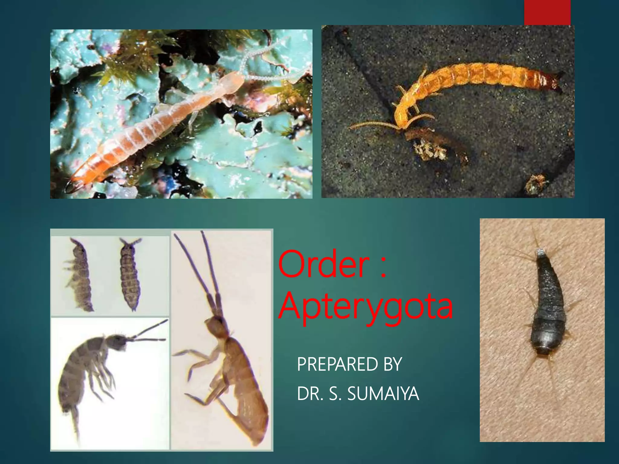 Insect Order : apterygota | PPTX