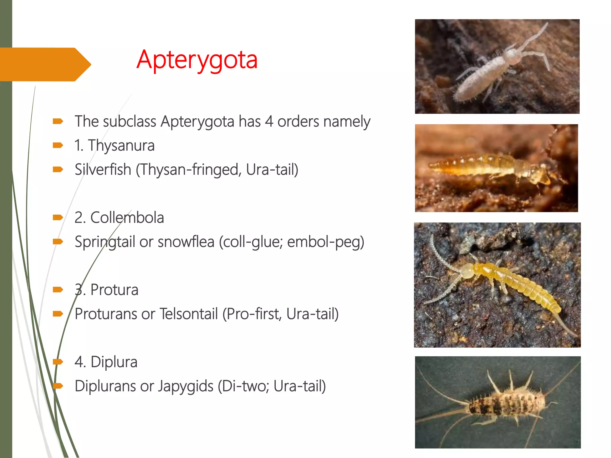 Insect Order : apterygota | PPTX