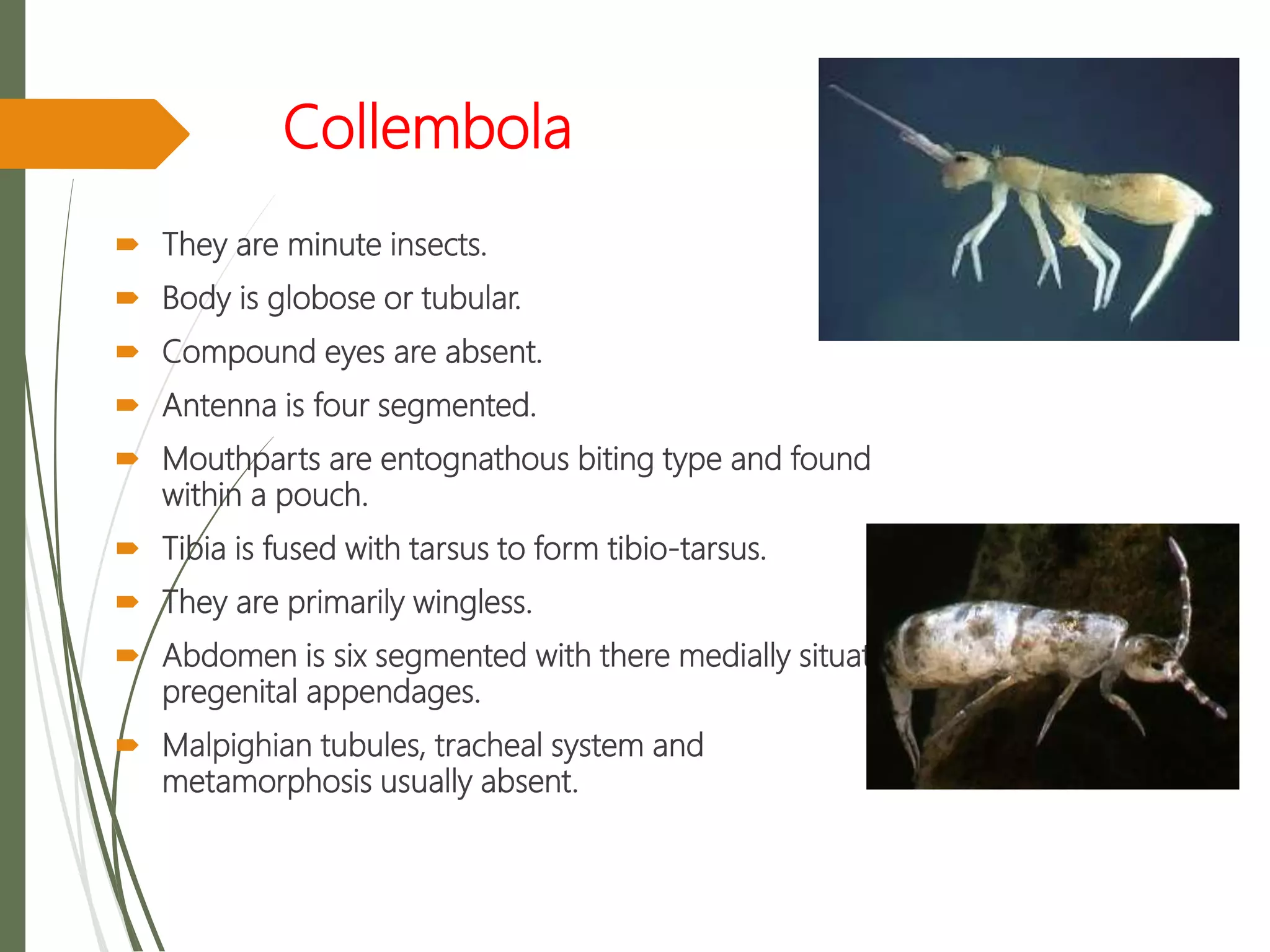 Insect Order : apterygota | PPTX