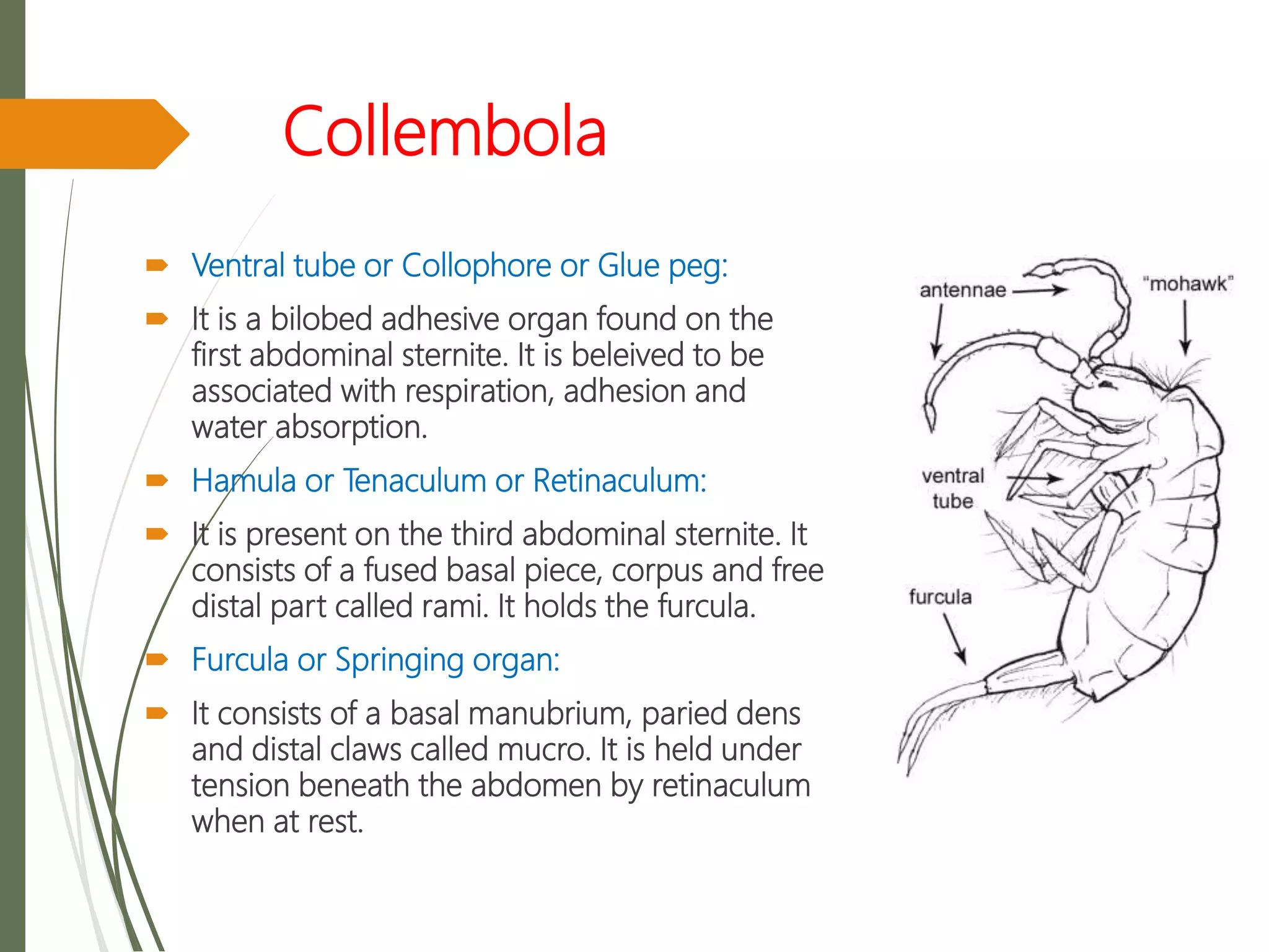 Insect Order : apterygota | PPTX