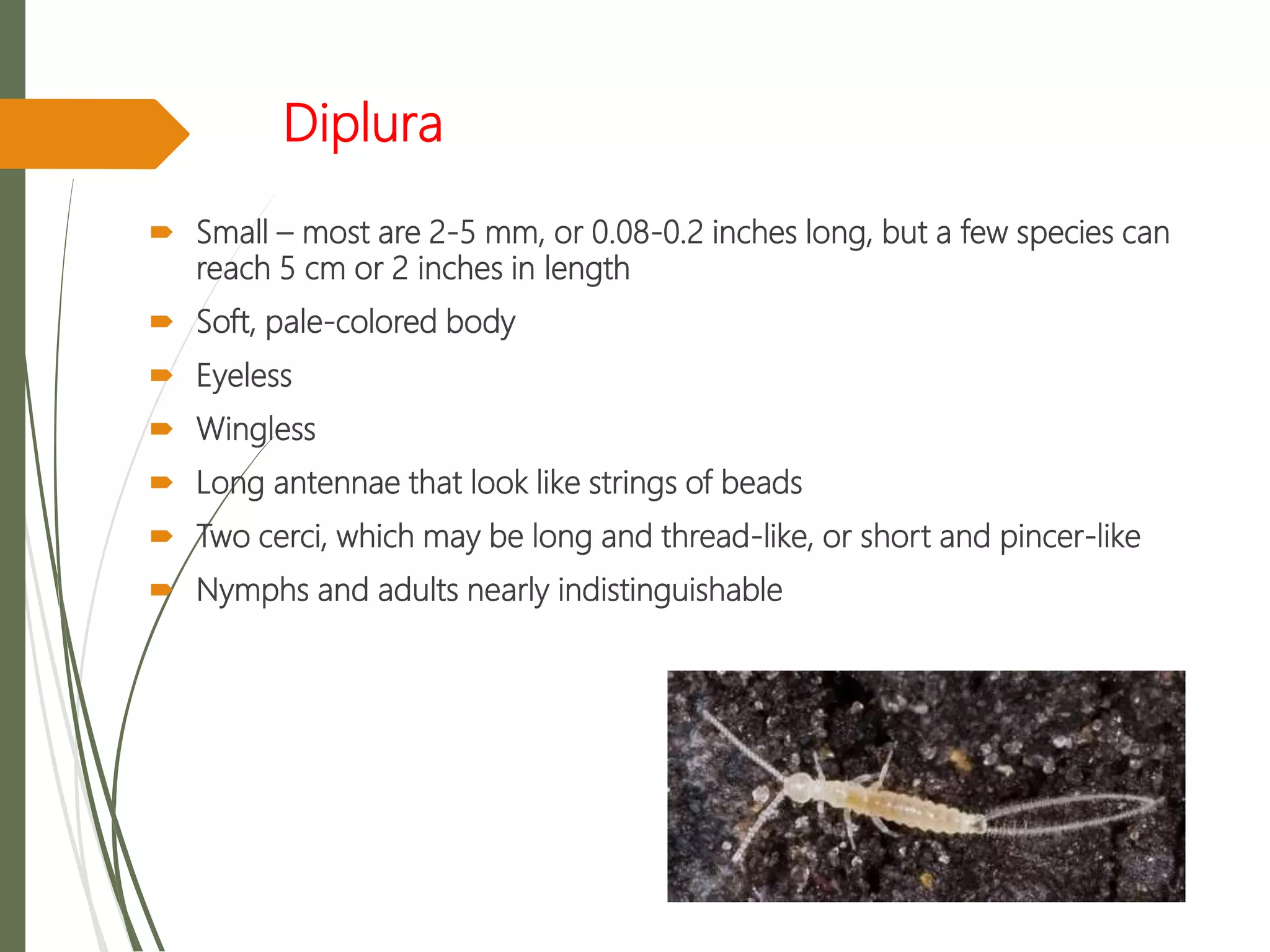 Insect Order : apterygota | PPTX