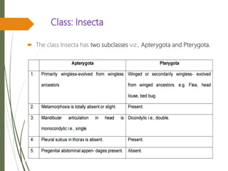 Insect Order : apterygota | PPTX