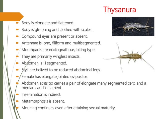 Insect Order : apterygota | PPTX