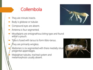 Insect Order : apterygota | PPTX