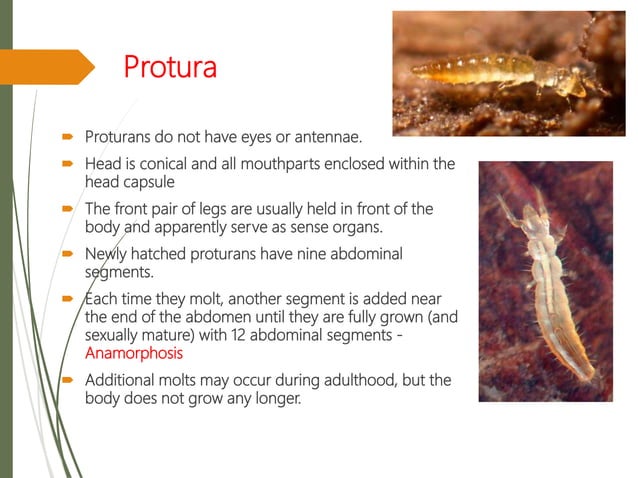 Insect Order : apterygota | PPTX