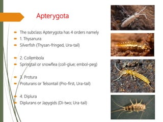 Protura Telsontails Proturans