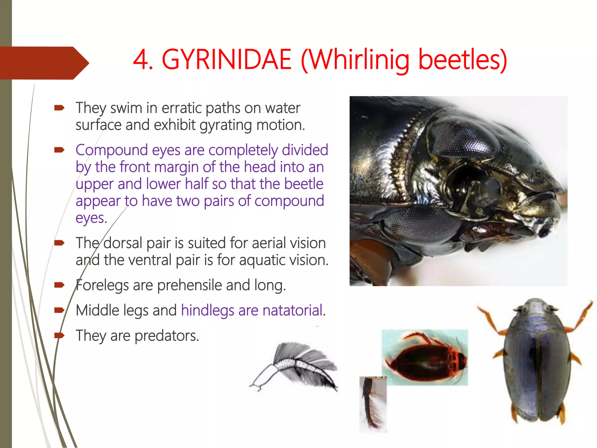 Insect Order : coleoptera | PPTX