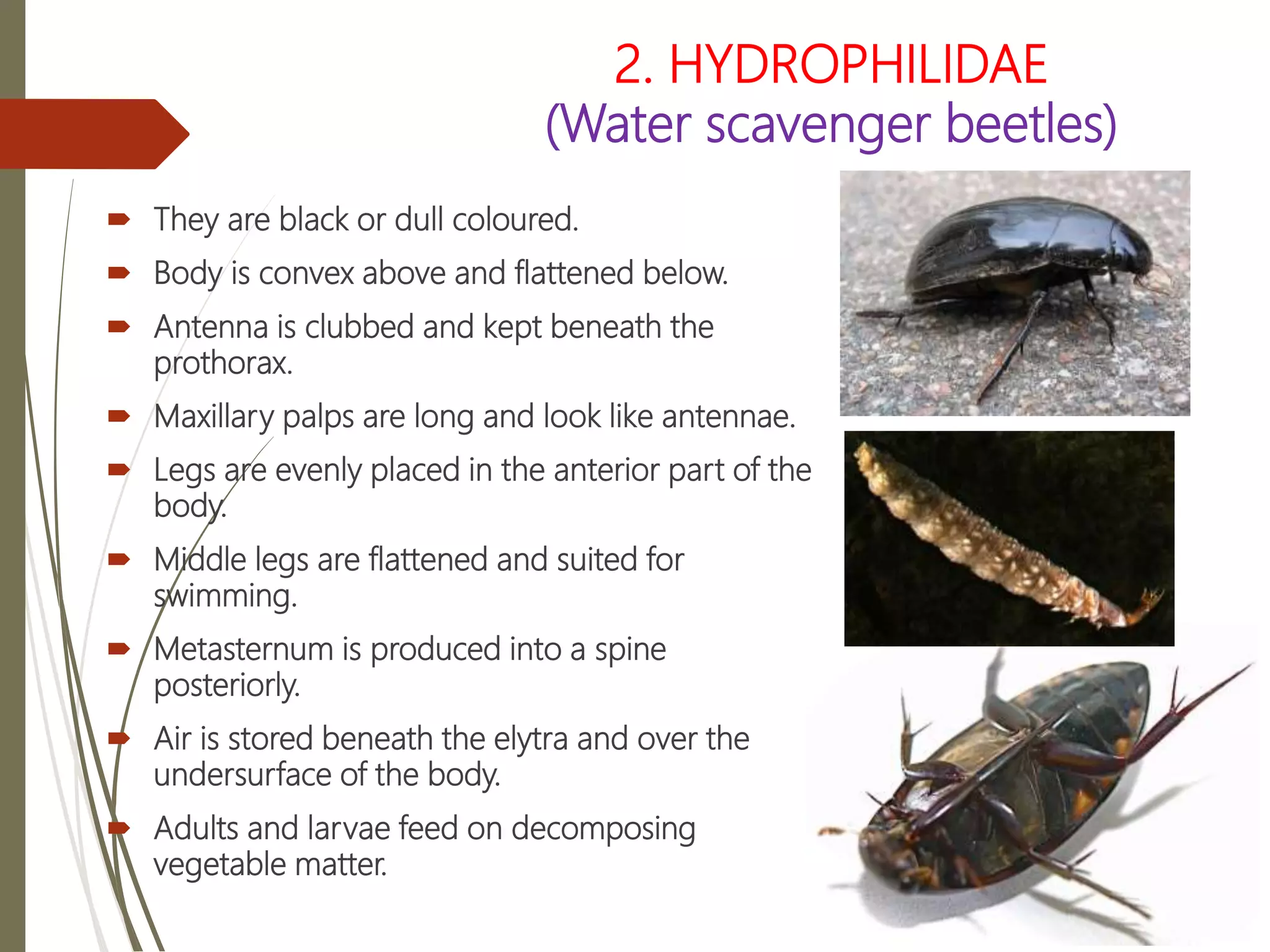 Insect Order : coleoptera | PPTX