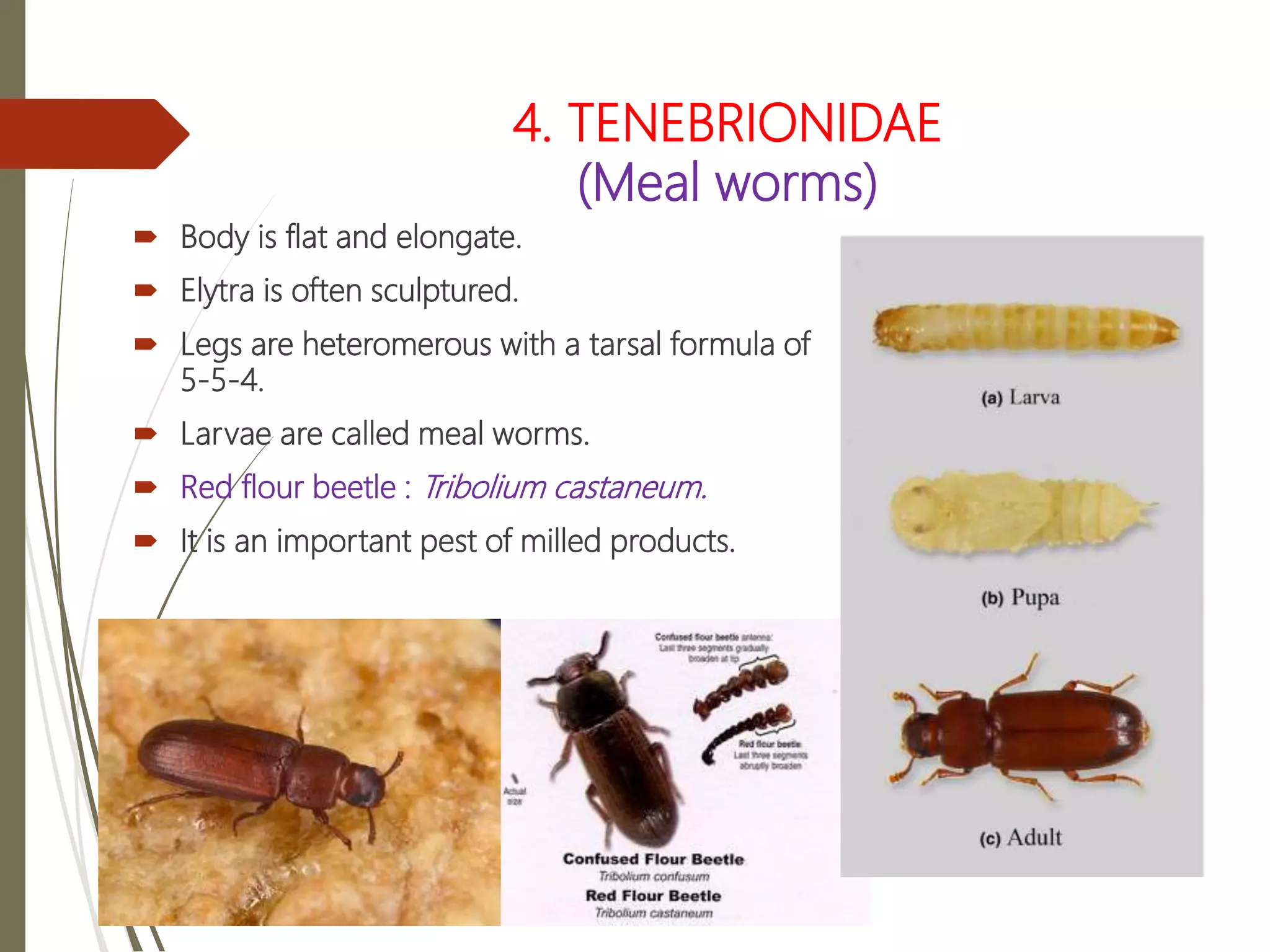 Insect Order : coleoptera | PPTX