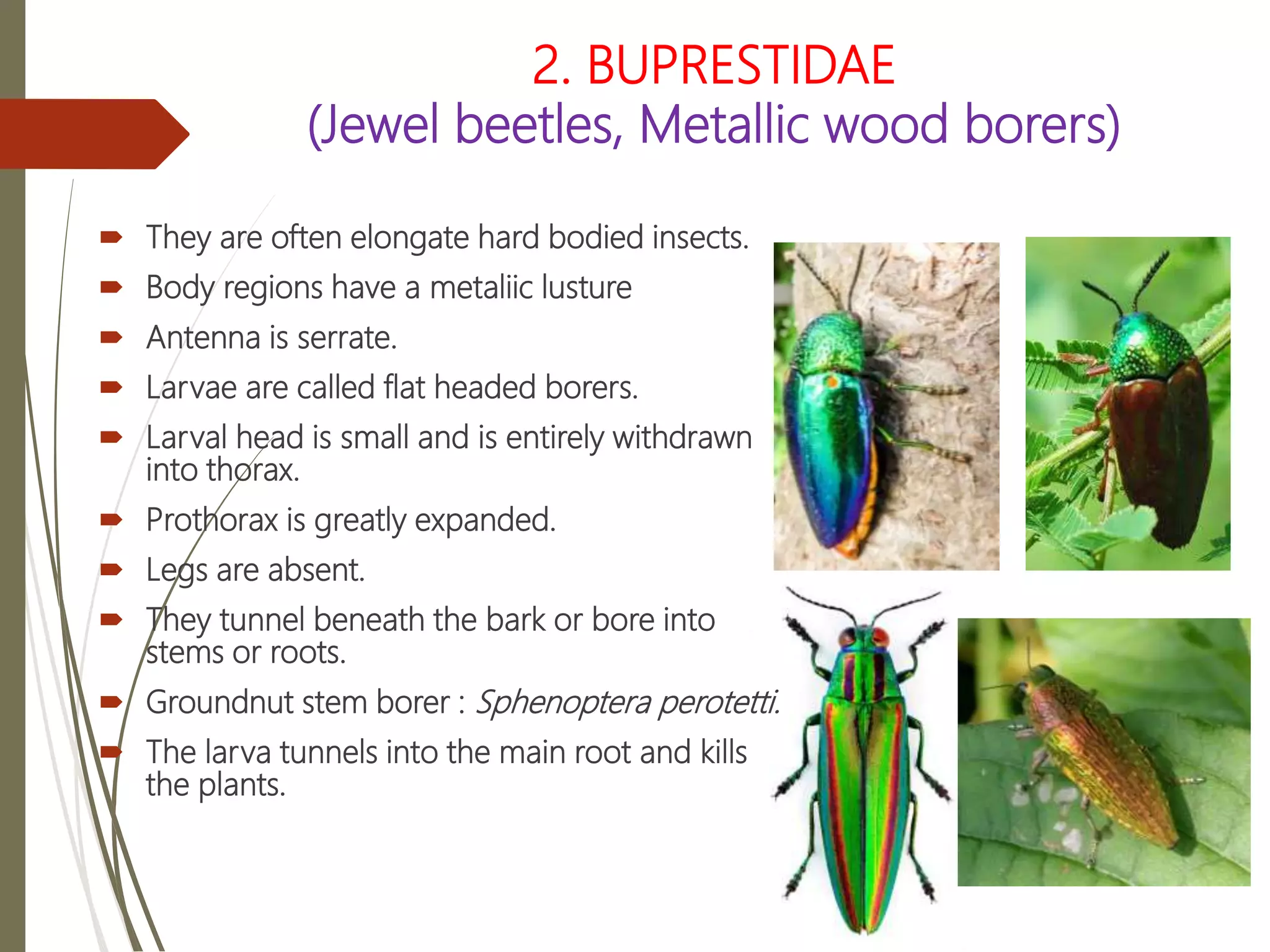 Insect Order : coleoptera | PPTX