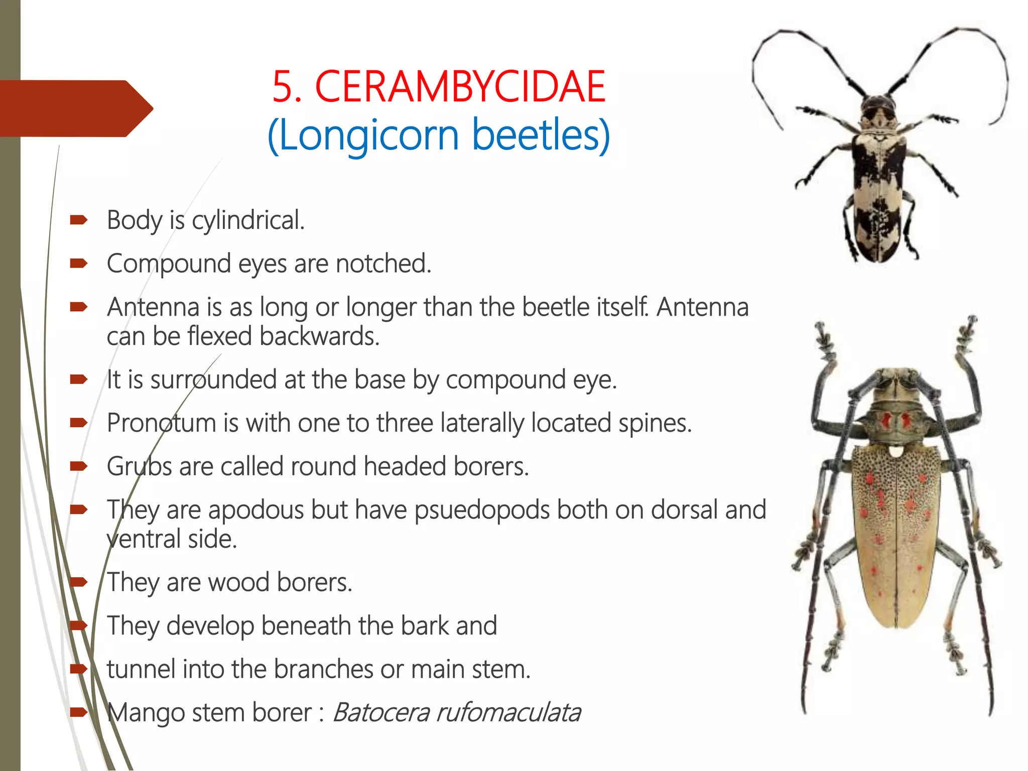 Insect Order : coleoptera | PPTX