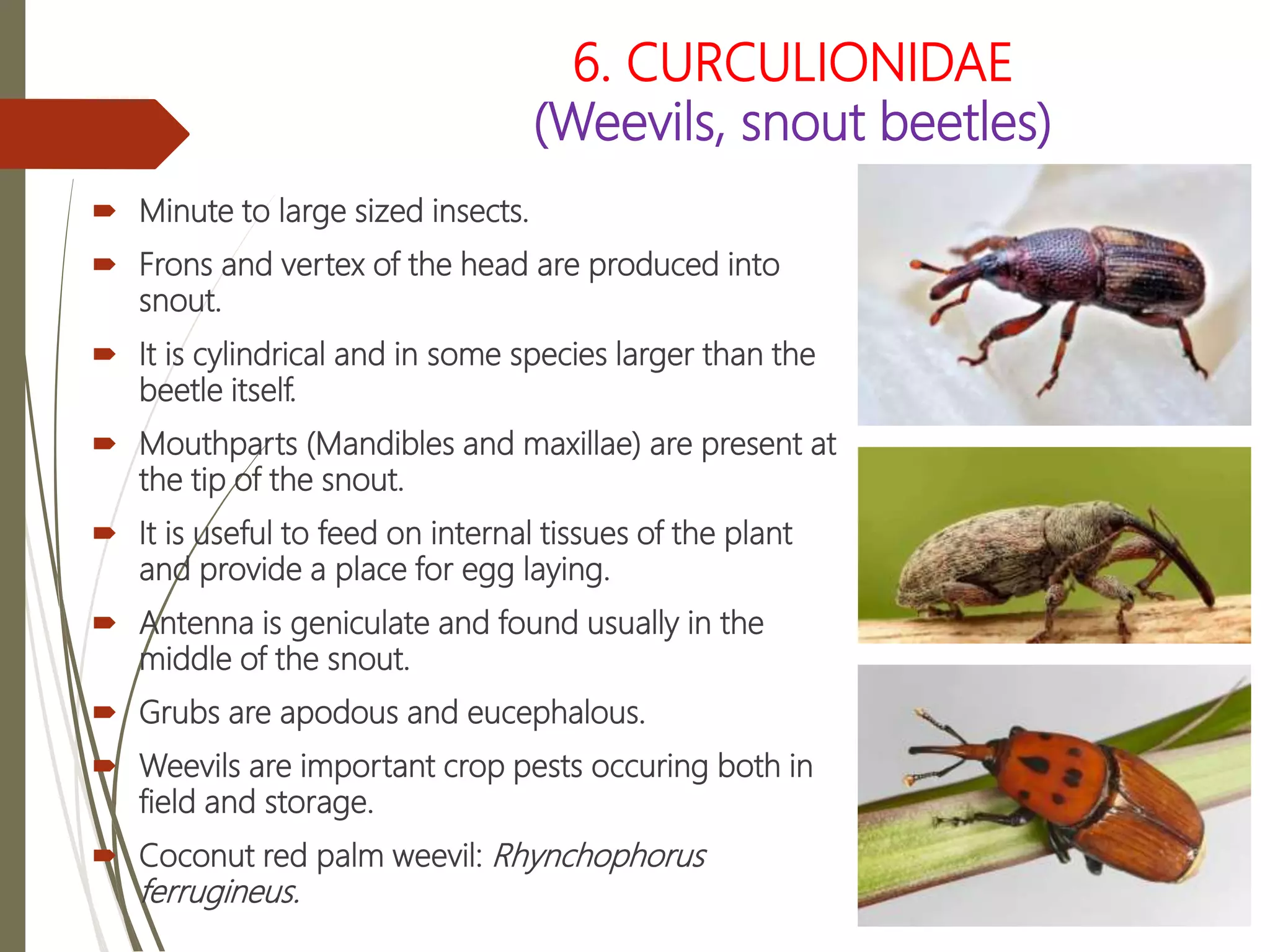 Insect Order : coleoptera | PPTX