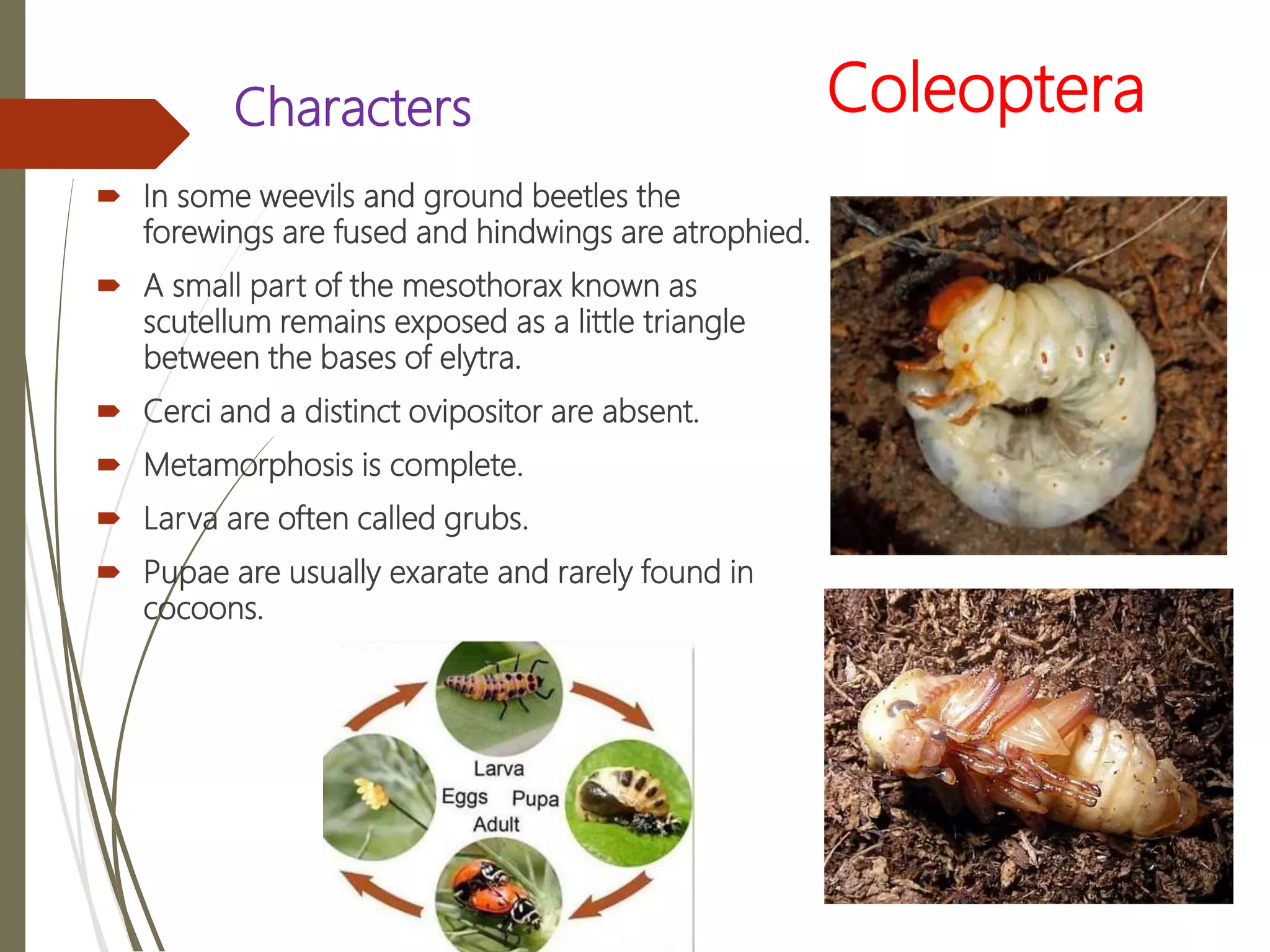 Insect Order : coleoptera | PPTX