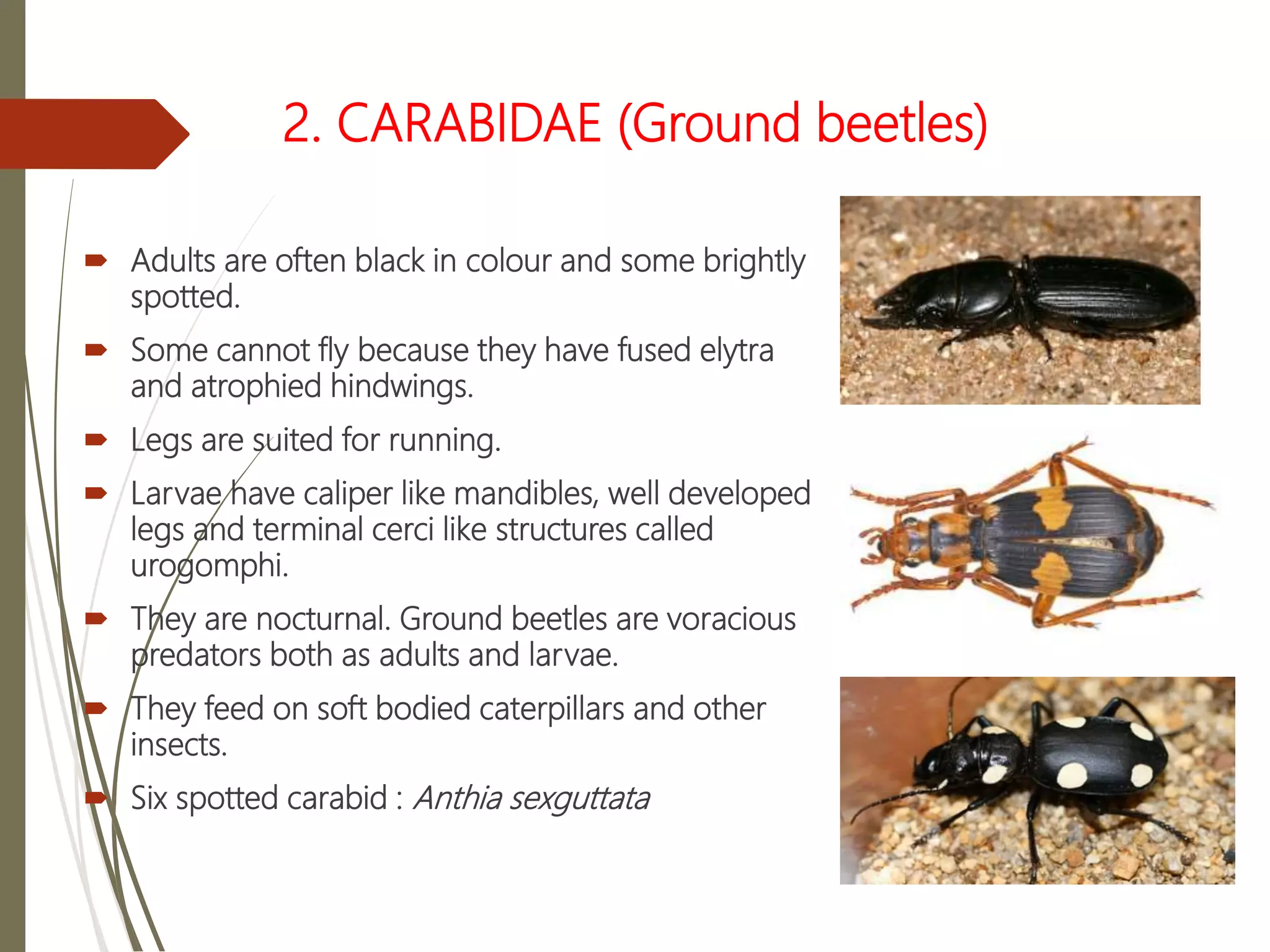 Insect Order : coleoptera | PPTX