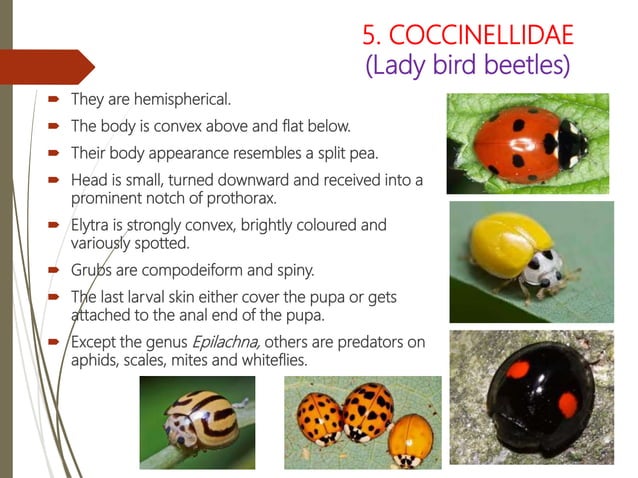 Insect Order : coleoptera | PPTX