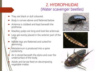 Insect Order : coleoptera | PPTX