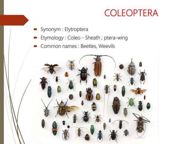 Insect Order : coleoptera | PPTX