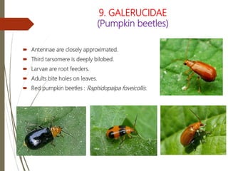 Insect Order : coleoptera | PPTX