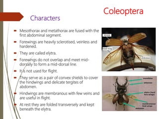 Insect Order : coleoptera | PPTX