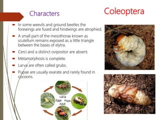 Insect Order : coleoptera | PPTX