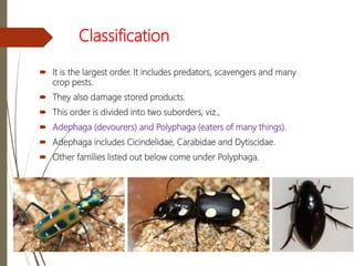 Insect Order : coleoptera | PPTX