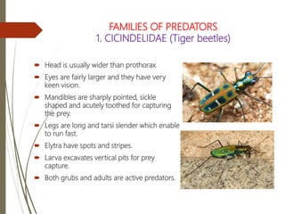 Insect Order : coleoptera | PPTX