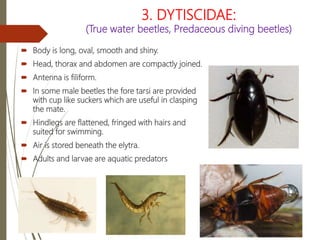 Insect Order : coleoptera | PPTX