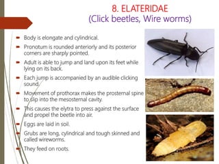 Elateridae Prosternal Spine