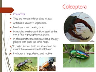 Order Coleoptera