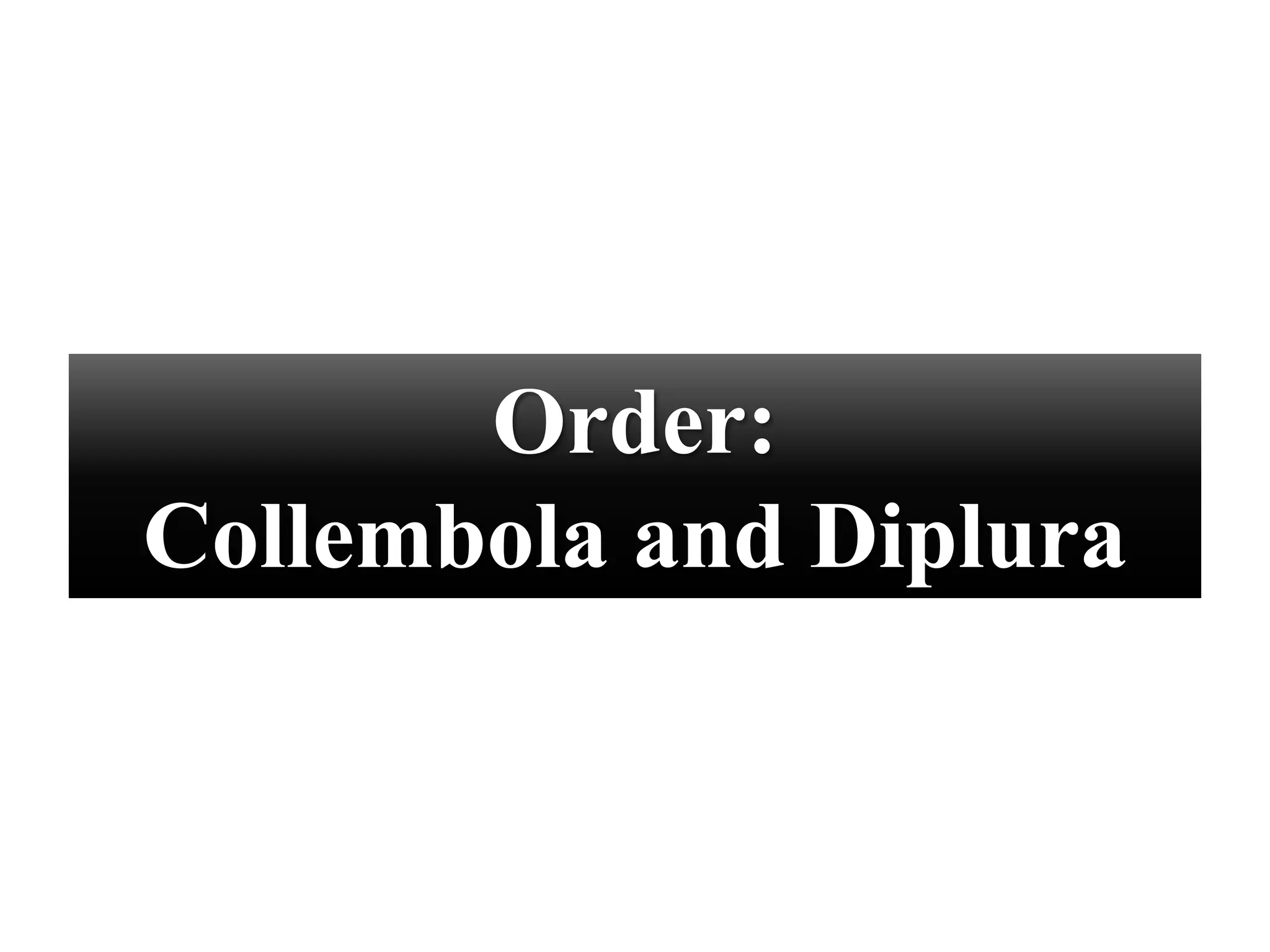 Order: Collembola and Diplura | PPTX