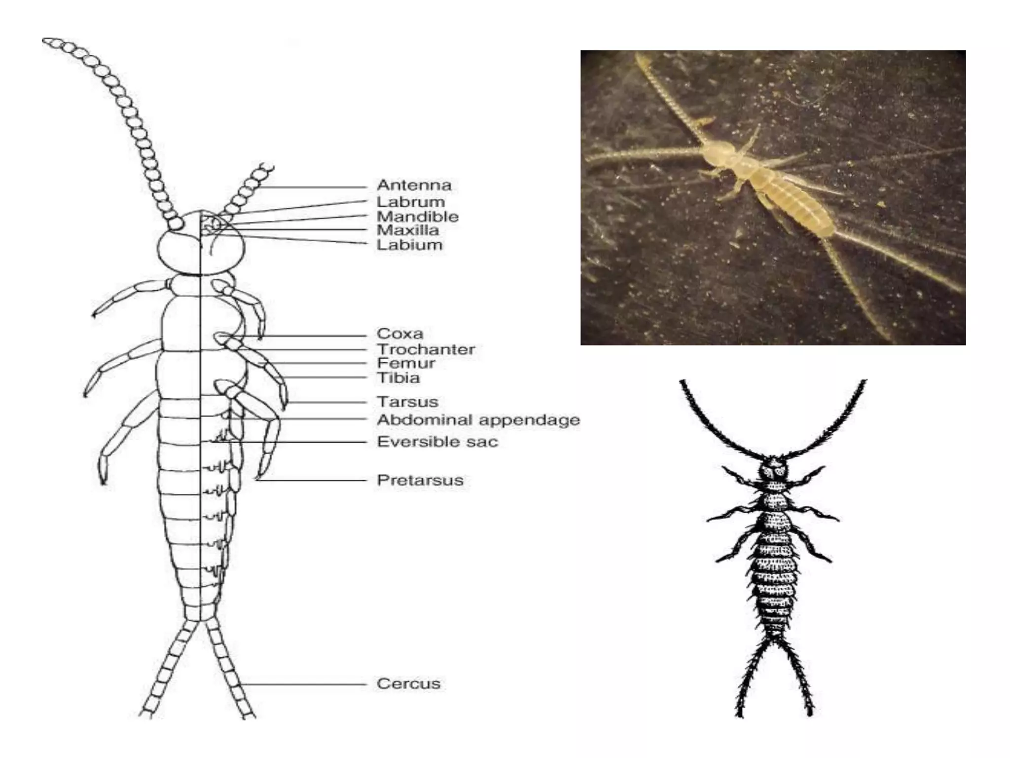 Order: Collembola and Diplura | PPTX