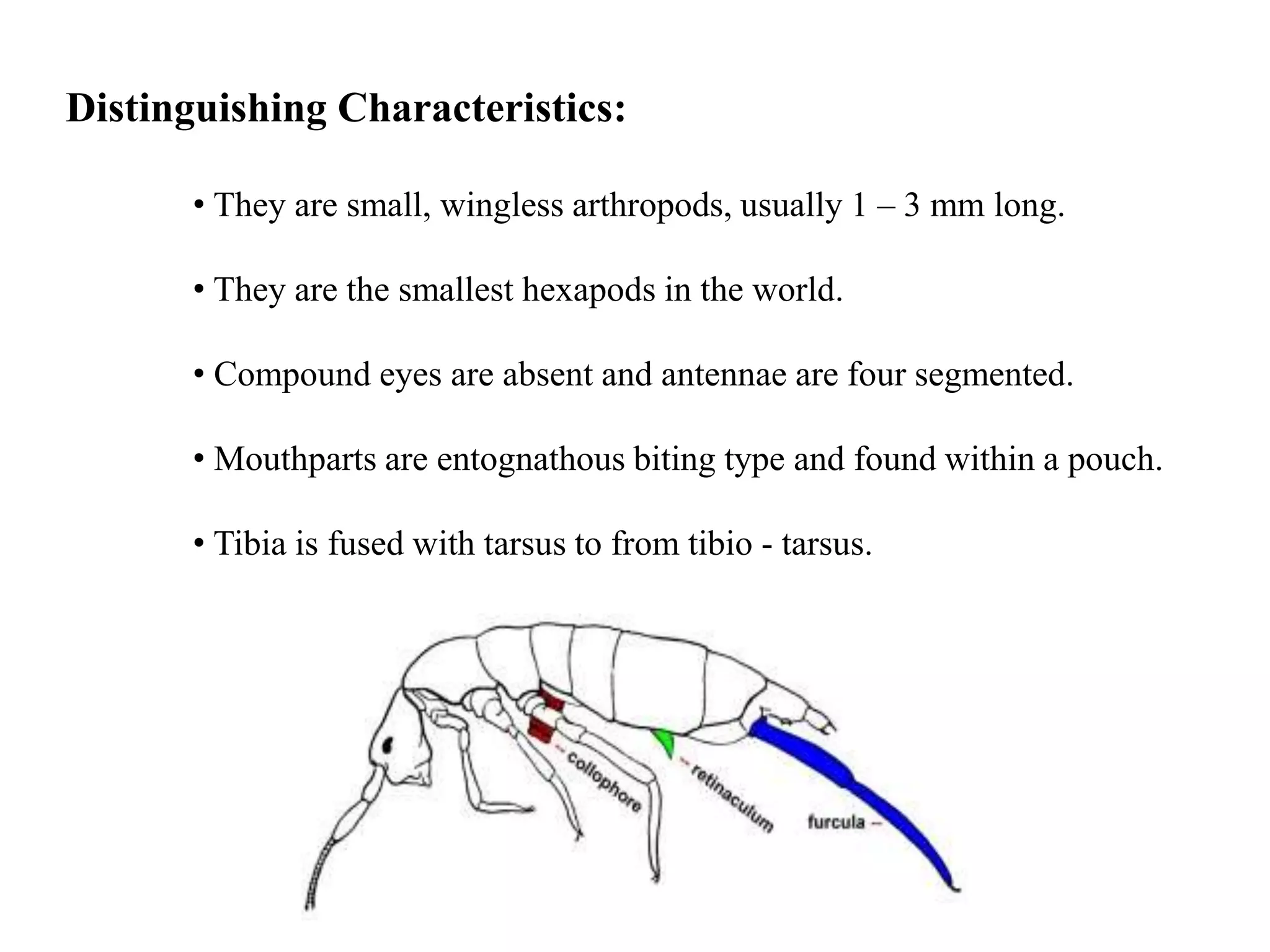 Order: Collembola and Diplura | PPTX