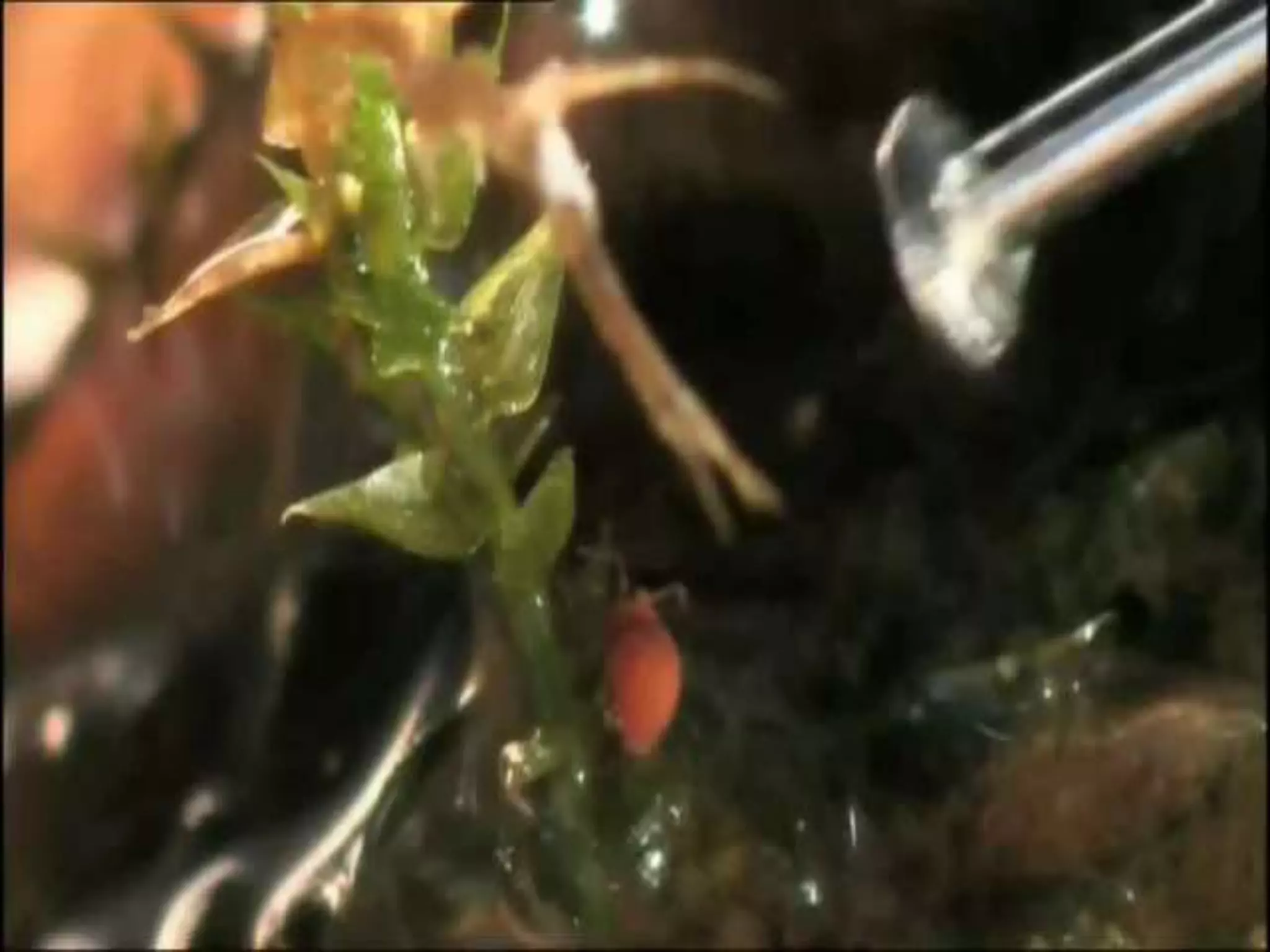 Order: Collembola and Diplura | PPTX