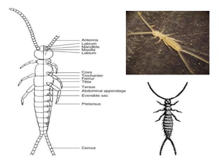 Order: Collembola and Diplura | PPTX