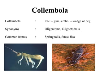 Order: Collembola and Diplura | PPTX