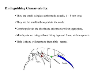Order: Collembola and Diplura | PPTX