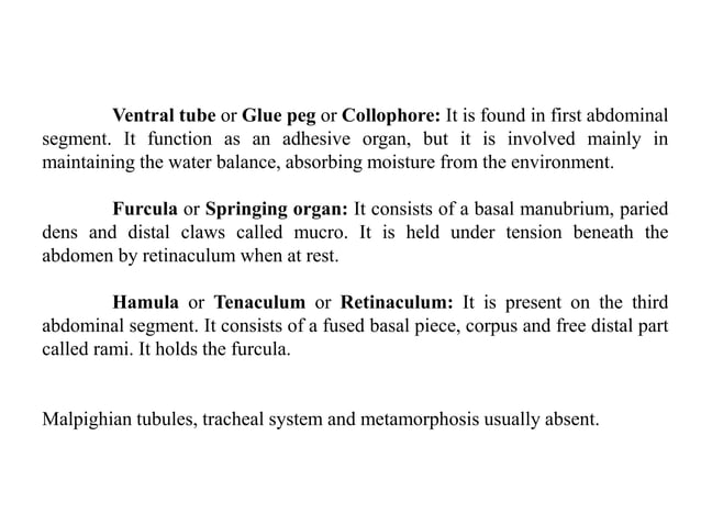Order: Collembola and Diplura | PPTX