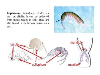 Order: Collembola and Diplura | PPTX