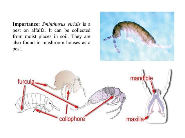 Order: Collembola and Diplura | PPTX