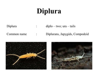 Order: Collembola and Diplura | PPTX