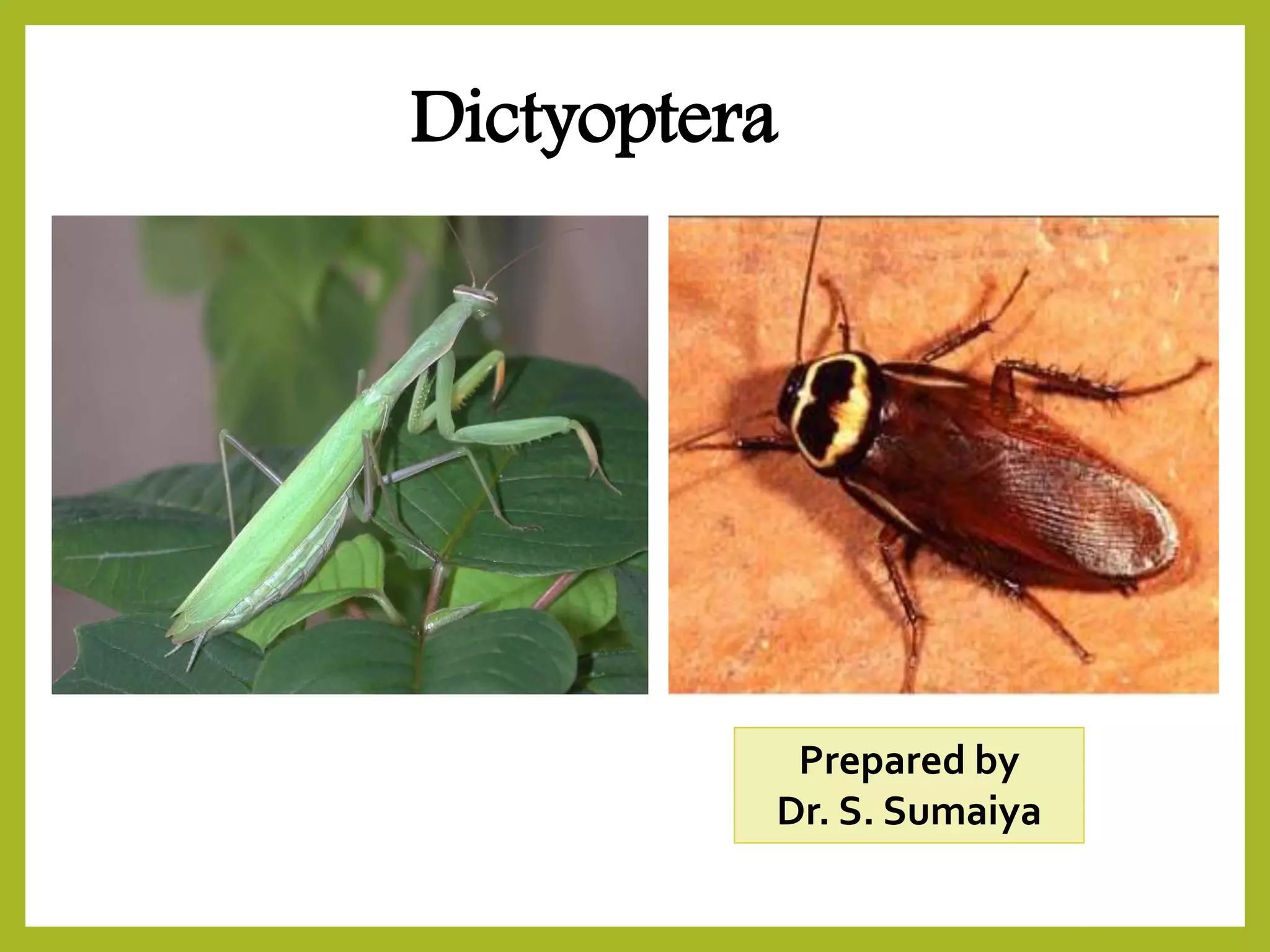 Insect Order: Dictyoptera | PPTX
