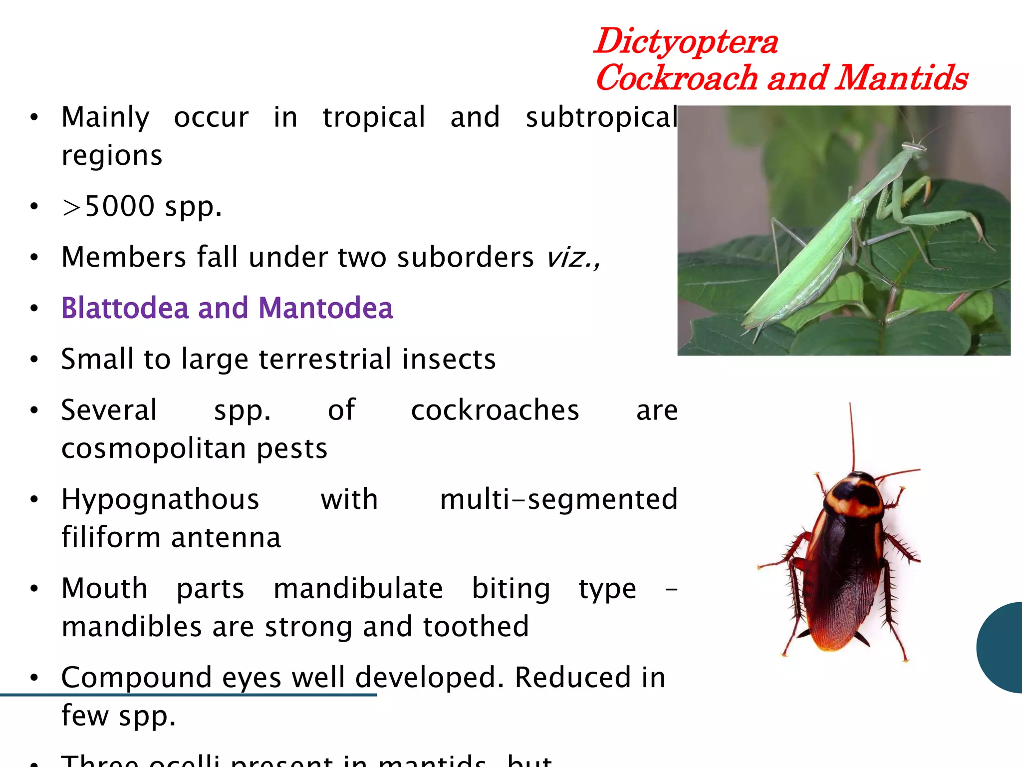 Insect Order: Dictyoptera | PPTX | Geography | Science